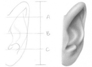How to draw an ear from the front in 11 steps | RapidFireArt
