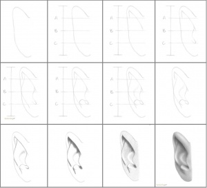 How to draw an ear from the front in 11 steps | RapidFireArt