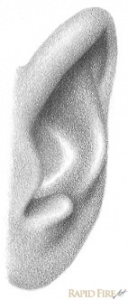How to draw an ear from the front in 11 steps | RapidFireArt