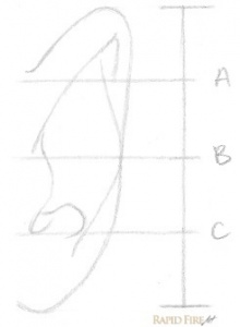 How to draw an ear from the front in 11 steps | RapidFireArt