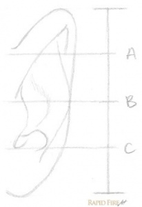 How to draw an ear from the front in 11 steps | RapidFireArt