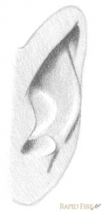 How to draw an ear from the front in 11 steps | RapidFireArt